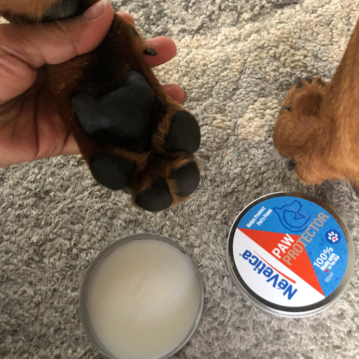 Protecting Your Pup's Paws: Heat, Sidewalks, and Asphalt – Pup Town ...